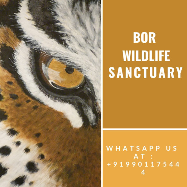 Bor Wildlife Sanctuary- not only famous for Tigers but also for many ...