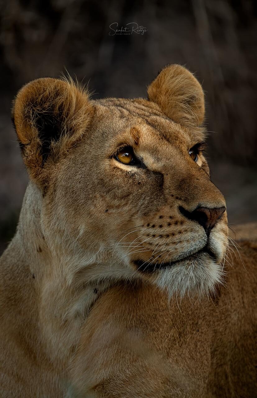Lion poaching - Sanket Reddy - WildTrails | The One-Stop Destination ...