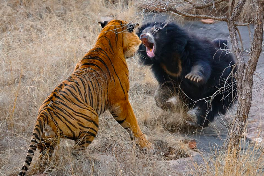 Tiger Vs Sloth Bear fight natural history moment captured in the Tadoba ...