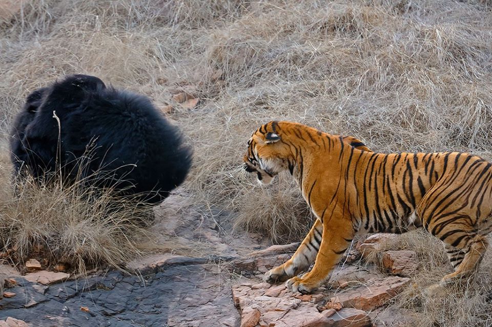 Tiger Vs Sloth bear battle for life in Ranthambore - WildTrails | The ...