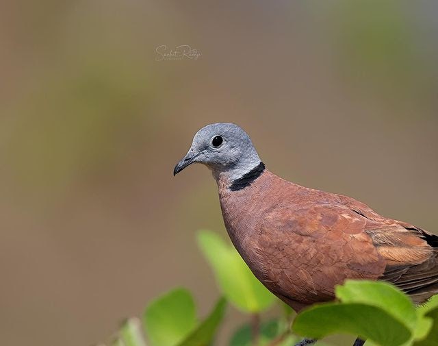 The Bird Tales – Short stories by Sanket Reddy