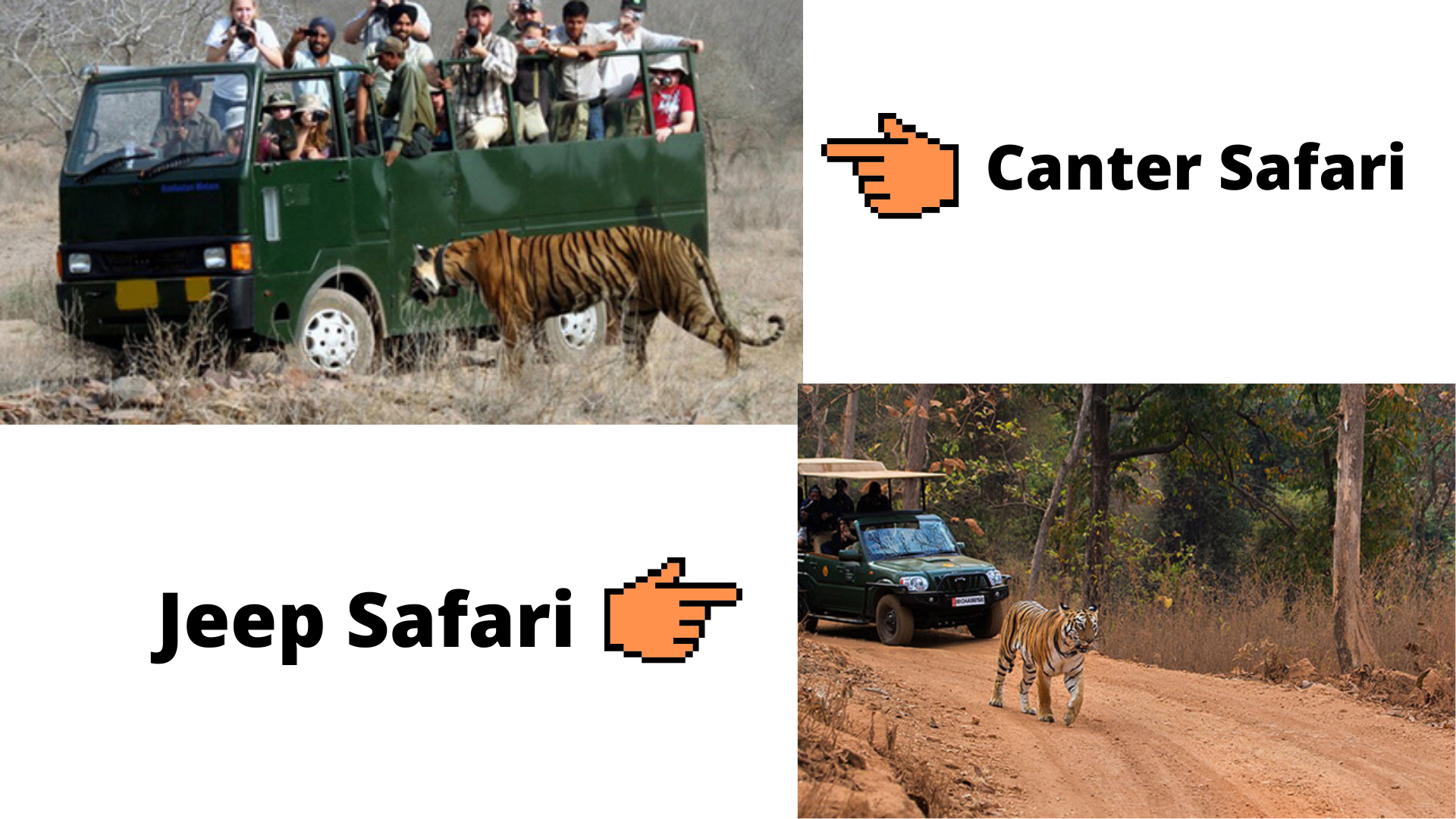 The Perfect Tadoba Itinerary: All must see and do