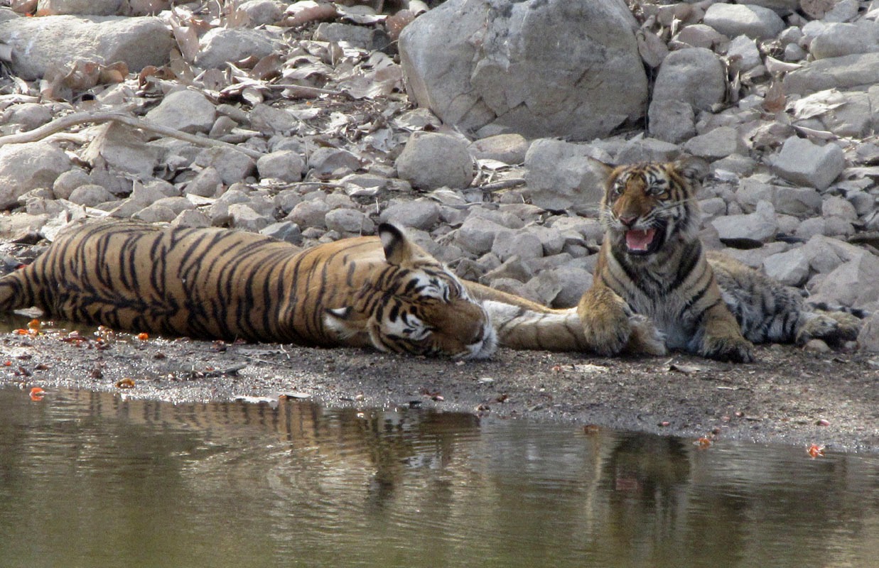 Safari Zones At Ranthambore National Park